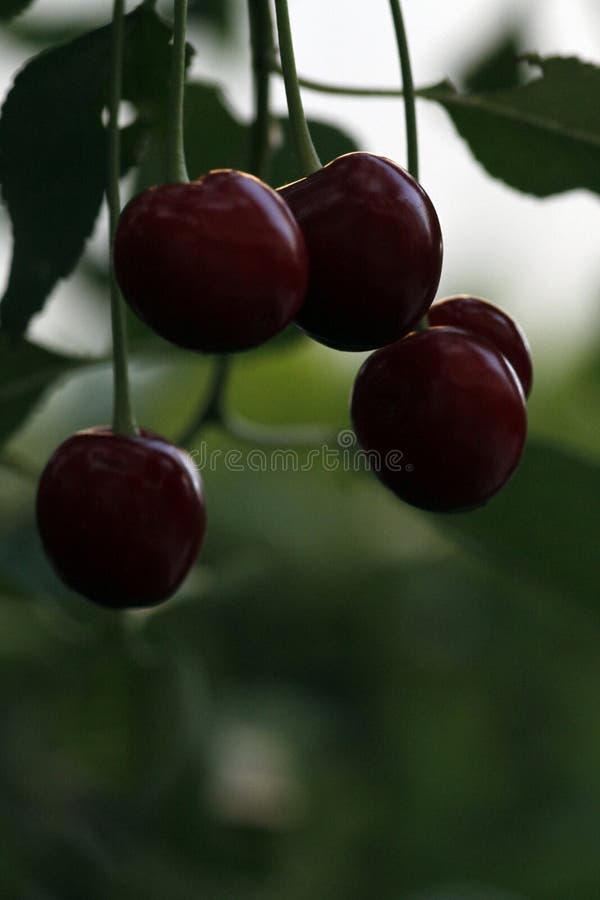 Cherries Blooming in Spring. Spring, Garden and Fruits Stock Photo ...