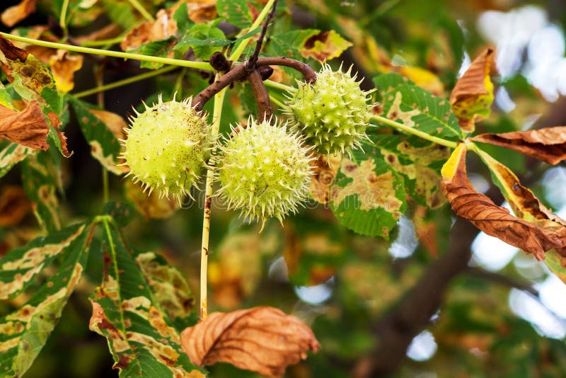 Fruits of Chestnut in a Green Shell on a Tree during Maturation in the ...
