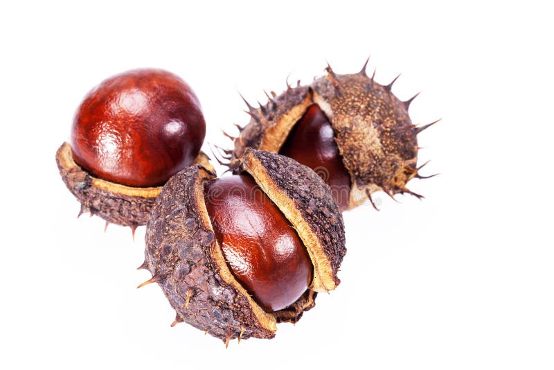 Fruits of Chestnuts in Dry Shell Isolated on White Background Stock ...