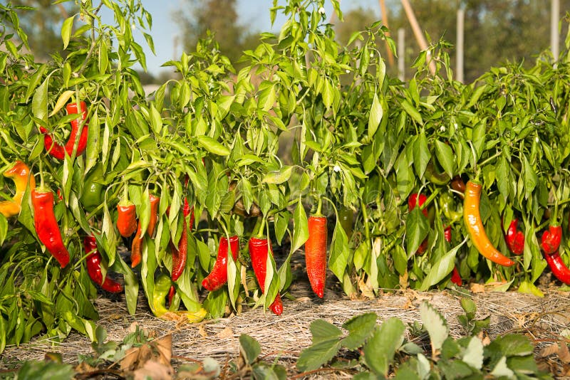 Red Chilli Growing on the Tree in the Garden Stock Photo - Image of ...
