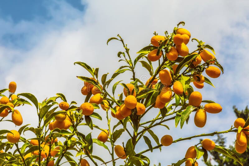Fruits of Chinese Mandarin Against the Sky Stock Image - Image of ...