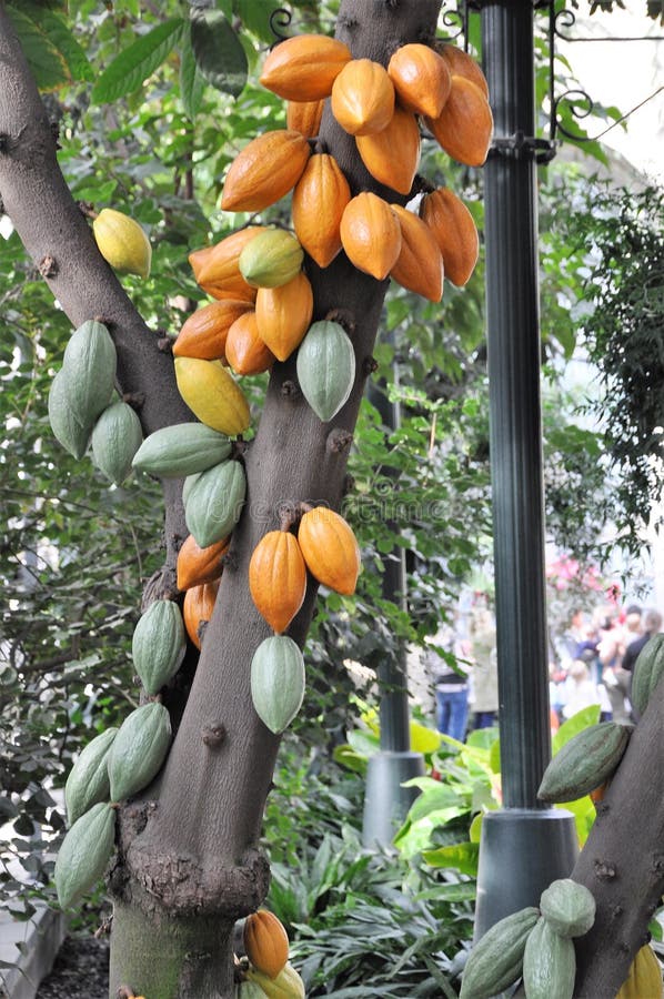 Fruits of a Chocolate Tree. Stock Image - Image of tree, cocoa: 108473503