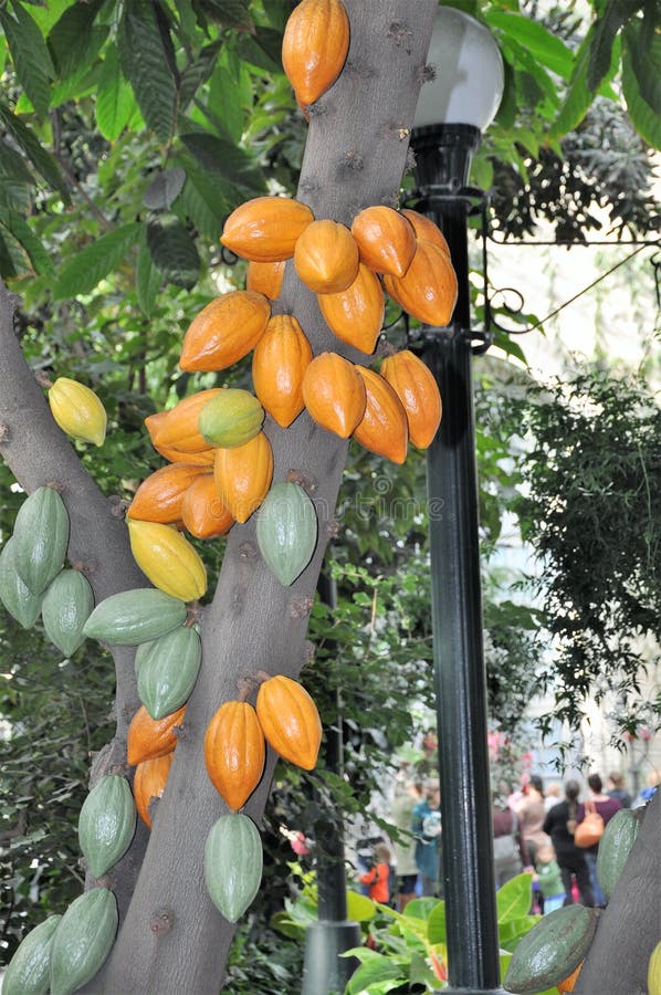 Chocolate Pod on Tree stock photo. Image of costa, rain - 2462184