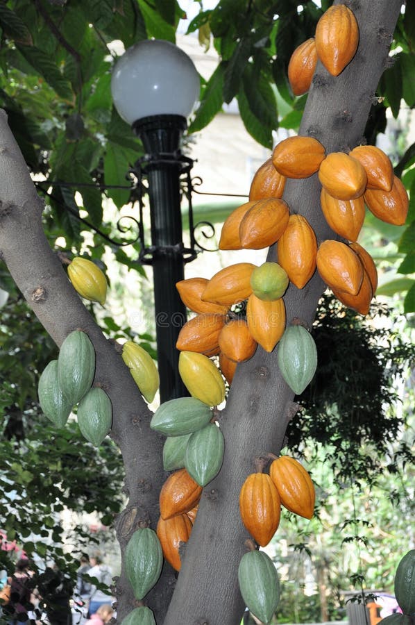 Fruits of a Chocolate Tree. Stock Image - Image of plant, organic ...