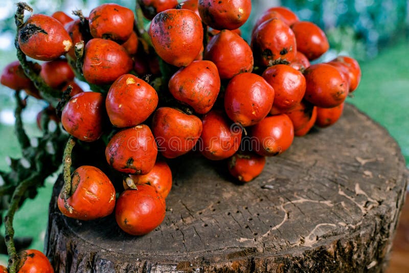 Fruits of Chontaduro Arranged on a Tree Stump Stock Photo - Image of ...