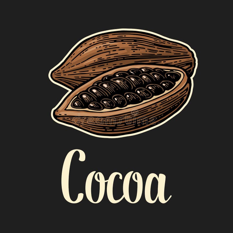 Fruits of Cocoa Beans. Vector Vintage Engraved Illustration Stock ... Fruits of Cocoa Beans. Vector Vintage Engraved Illustration Stock ...