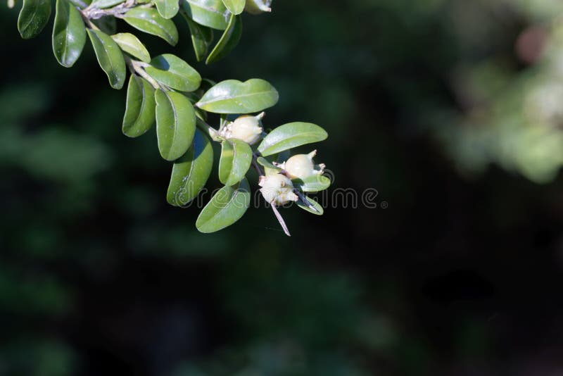 Fruits of a Common Box, Buxus Sempervirens Stock Image - Image of ...