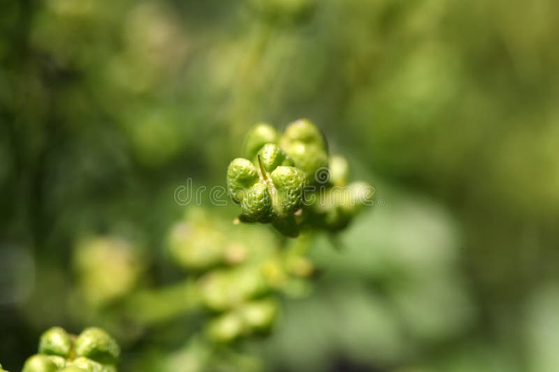 Fruits of a common rue stock image. Image of cultivation - 76201451