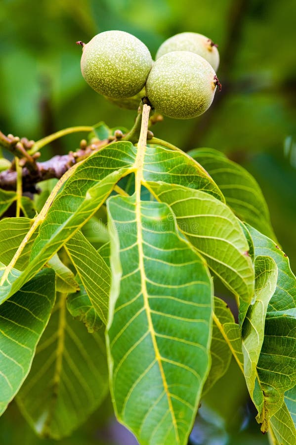 Fruits of a common walnut stock photo. Image of branch - 95740642