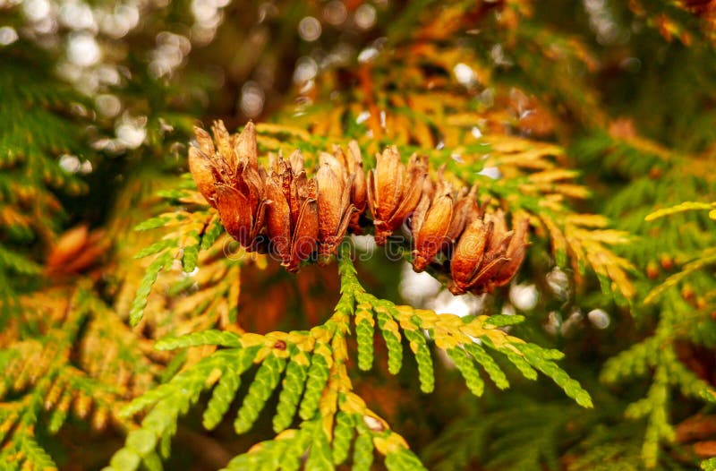 Fruits on Conifer Branches in Nature Stock Photo - Image of juniper ...