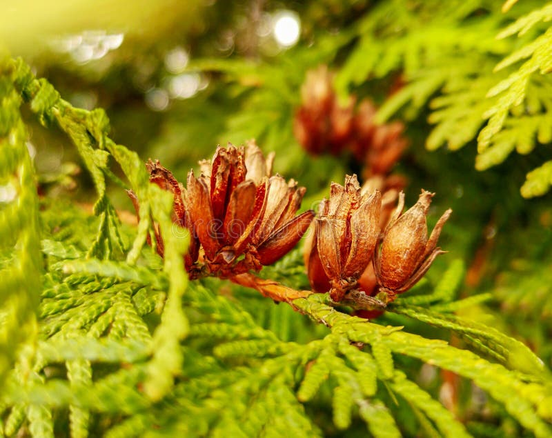 Fruits on Conifer Branches in Nature Stock Image - Image of pine ...
