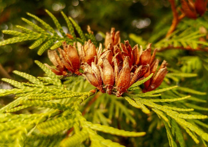 Fruits on Conifer Branches in Nature Stock Photo - Image of nature ...