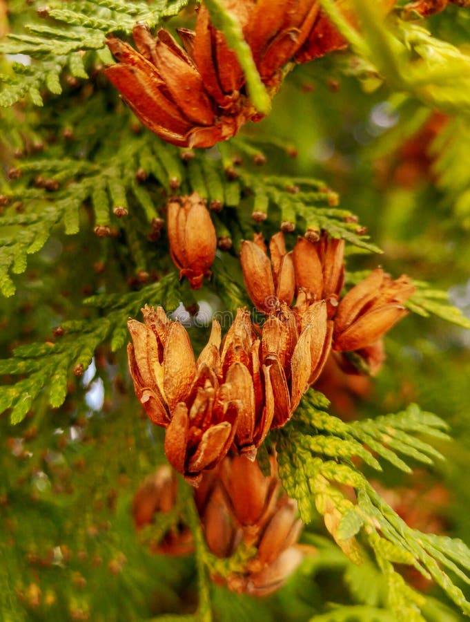 Fruits on Conifer Branches in Nature Stock Photo - Image of closeup ...