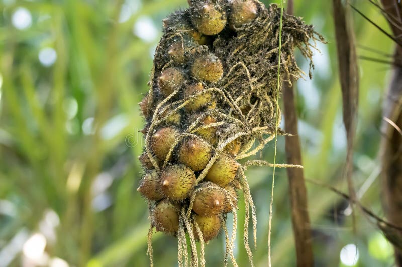 Fruits of a Coquillo Palm, Astrocaryum Alatum Stock Image - Image of ...