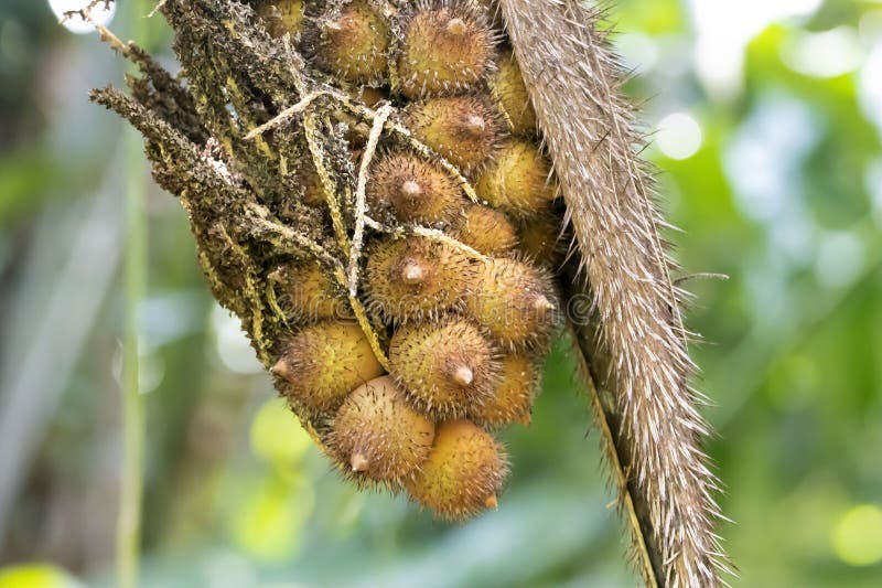 Fruits of a Coquillo Palm, Astrocaryum Alatum Stock Image - Image of ...