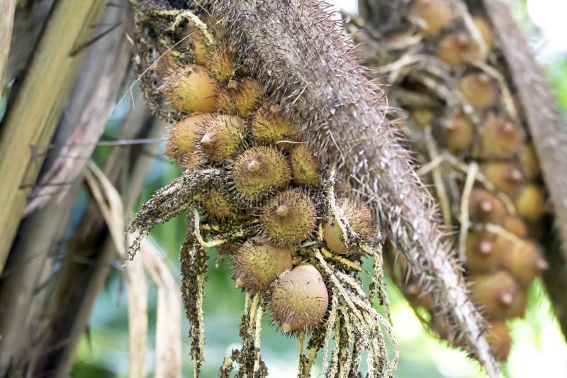 Fruits of a Coquillo Palm, Astrocaryum Alatum Stock Photo - Image of ...