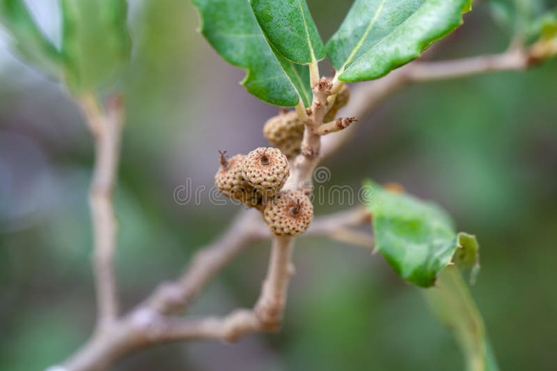 Fruits of a Cork Oak, Quercus Suber Stock Photo - Image of flora ...