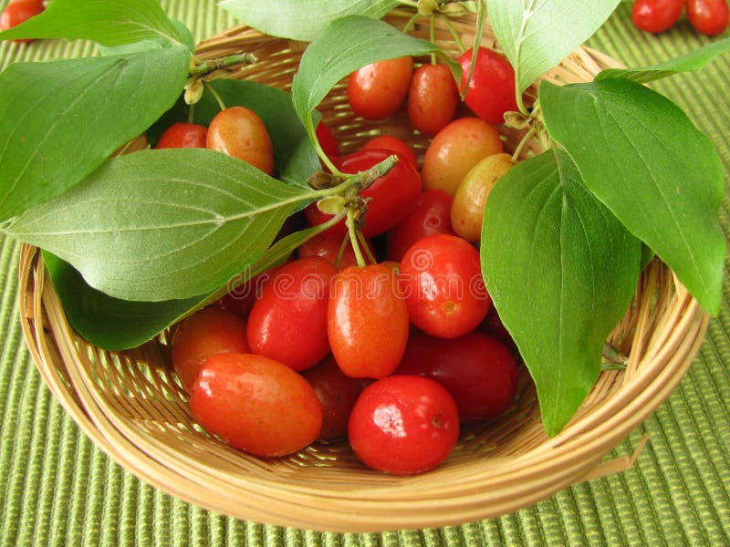 Fruits of cornel in basket stock image. Image of basket - 21966357