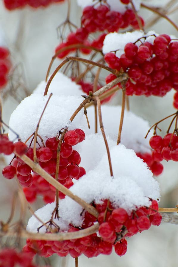 Raspberries in the snow stock image. Image of nature, delicious - 7690813