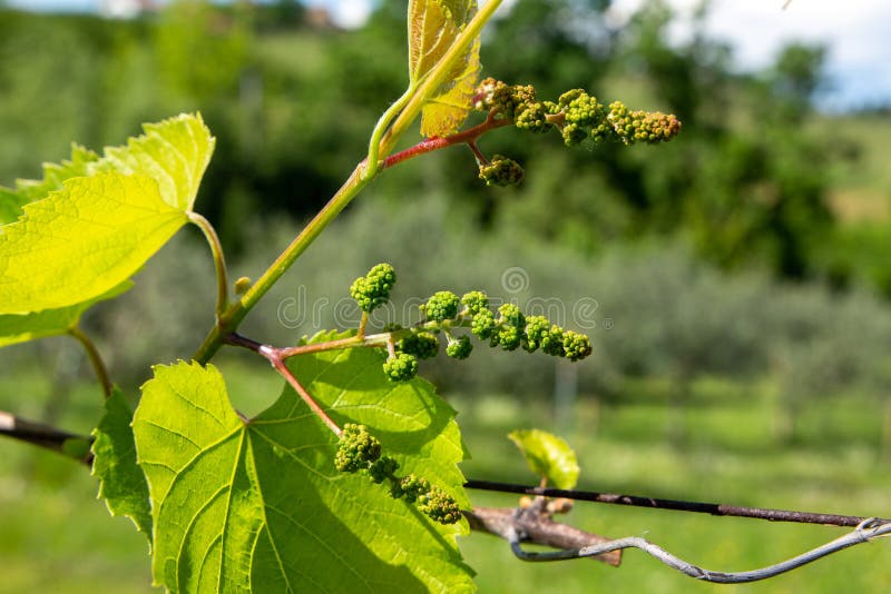 Fruits of Cultivated Trees Fig Cherry Vine Stock Image - Image of bunch ...
