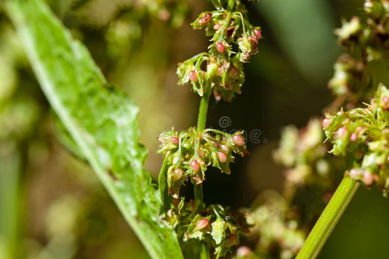 Fruits of a Curled Dock, Rumex Crispus Stock Image - Image of flora ...