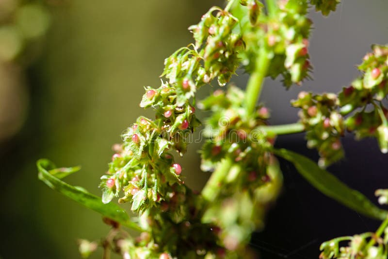 Fruits of a Curled Dock, Rumex Crispus Stock Photo - Image of seed ...