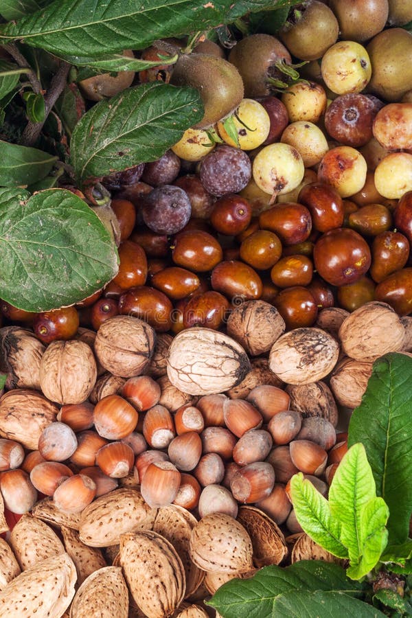 Fruits d'automne image stock. Image du saisonnier, noisettes - 27018229