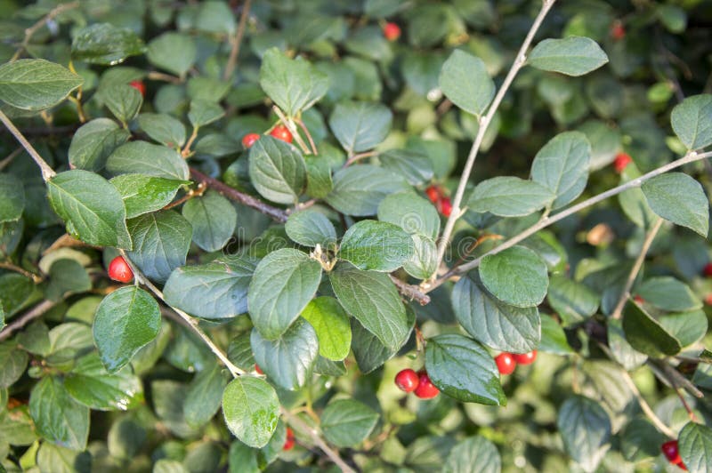 Cotoneaster Integerrimus Fruits Rouges D'automne Et Feuilles Vertes Sur ...