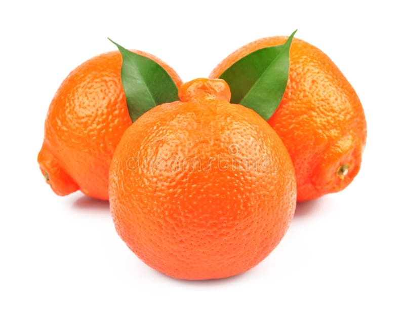Les Oranges Douces Porte Des Fruits (le Minneola) Image stock - Image ...