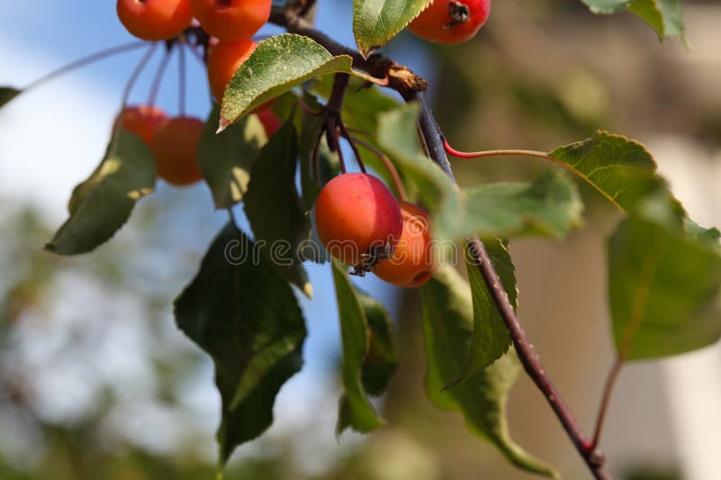 Fruits D'un Pommier Sauvage Photo stock - Image du feuillage, pomme ...