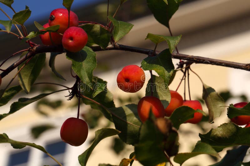 Fruits D'un Pommier Sauvage Photo stock - Image du feuillage, pomme ...