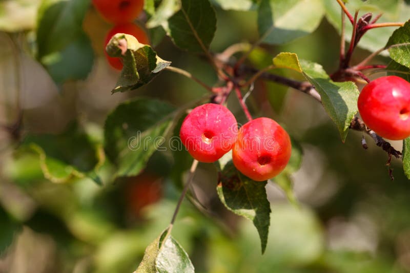 Fruits D'un Pommier Sauvage Photo stock - Image du feuillage, pomme ...