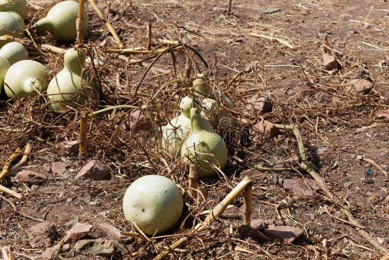 Fruits D'usine De Courge De Calebasse Photo stock - Image du légume ...