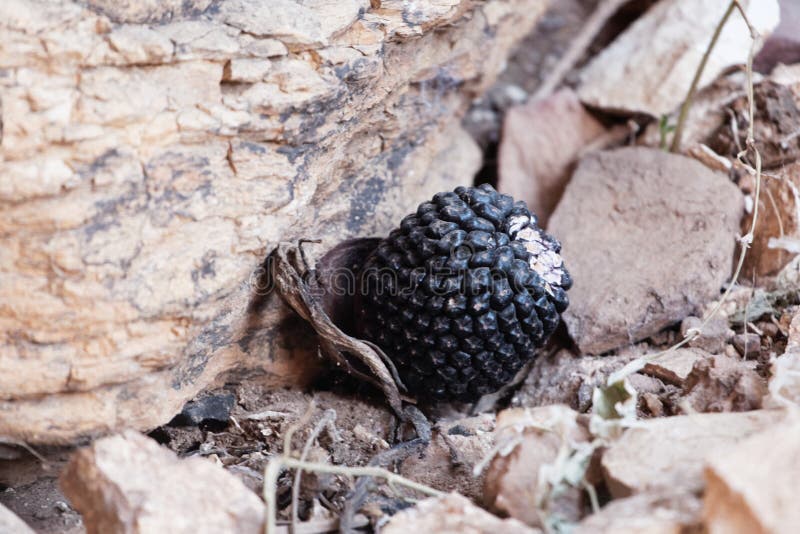Fruits D'un Pommier Sauvage Photo stock - Image du feuillage, pomme ...