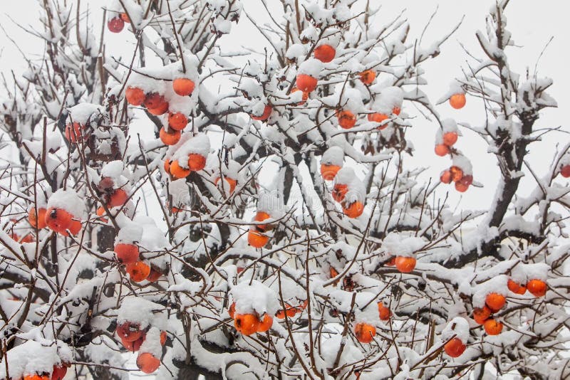 Fruits of Date Plum Tree or Diospyros Lotus Stock Image - Image of ...