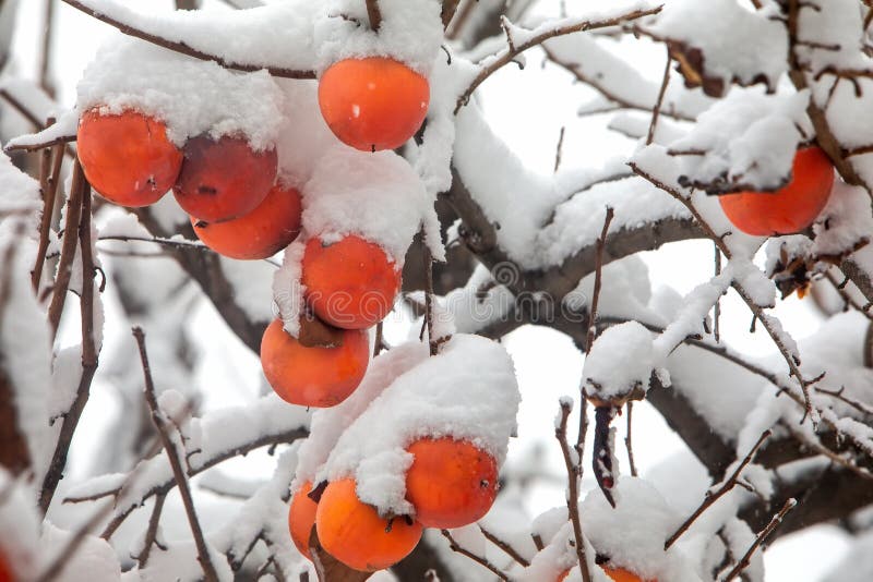 Fruits of Date Plum Tree or Diospyros Lotus Stock Photo - Image of ...