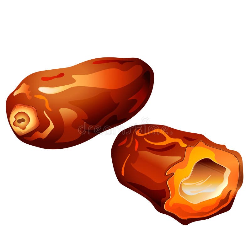 The Fruits of the Date Tree. Vector Stock Illustration - Illustration ...