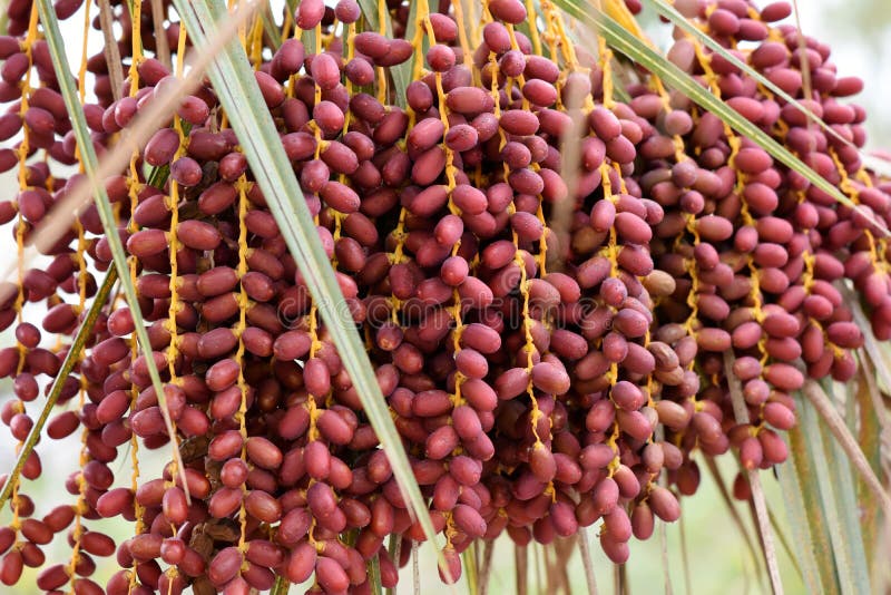Fruits on dates tree stock image. Image of palm, ripe - 104354215