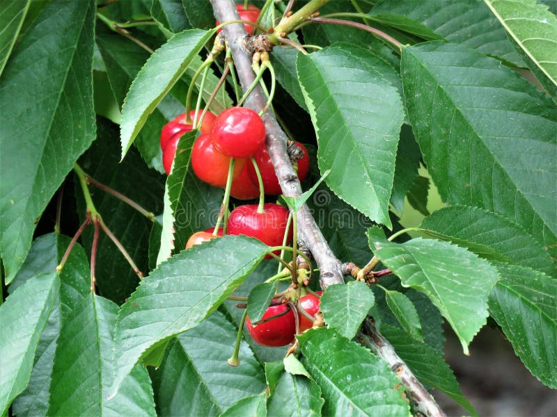 Fruits De Cerise Dans L'arbre Image stock - Image du zélande ...
