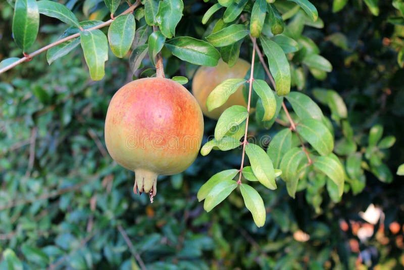 Fruits De Grenade Sur L'arbre Image stock - Image du nourriture ...
