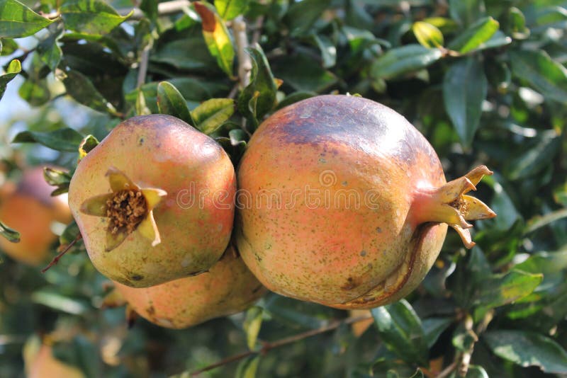Fruits De Grenade Sur Un Arbre Mûr Image stock - Image du dinde, été ...