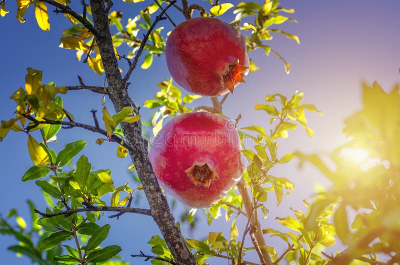 Fruits De Grenades Suspendus Sur Un Arbre. Photo stock - Image du ...