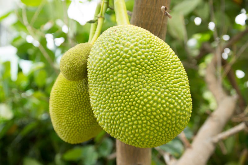 Fruits de Jack photo stock. Image du couleur, gourmet - 24429088