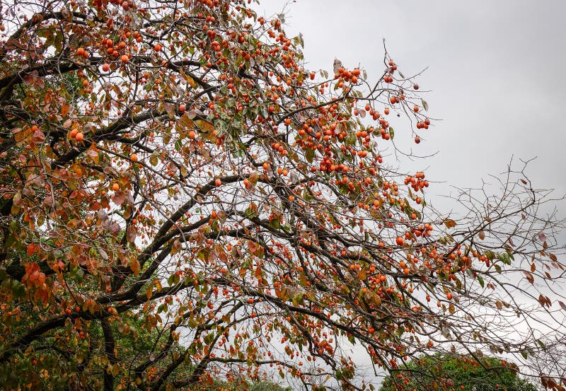 Fruits De Kaki Accrochant Sur L'arbre Image stock - Image du ...