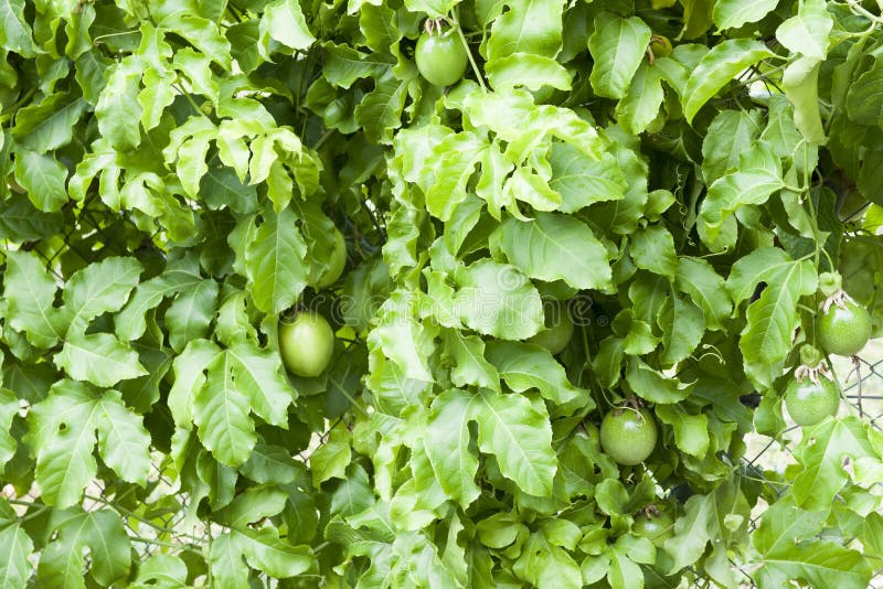 Fruits de Maracuja photo stock. Image du îles, immature - 35817988