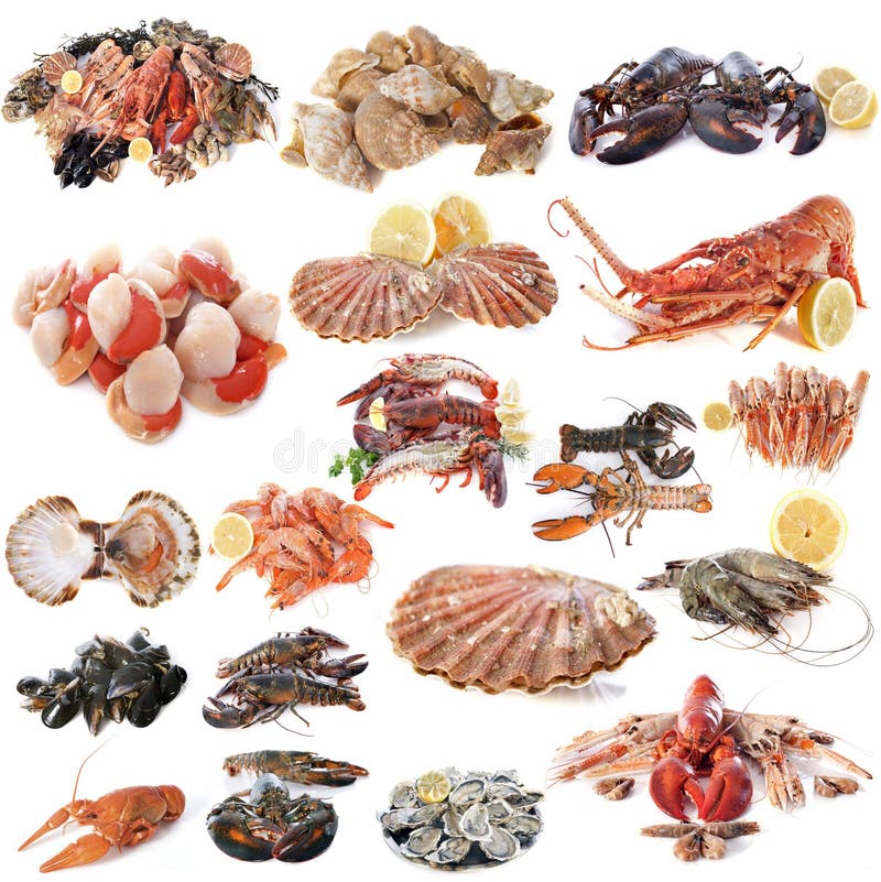 Ramassage de fruits de mer image stock. Image du seafood - 25677665