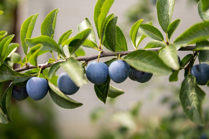 4,686 Photos de Quetsche - Photos de stock gratuites et libres de ...