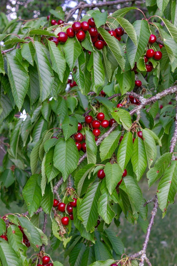 Fruits Rouges De Cerise Sur L'arbre Image stock - Image du épicerie ...