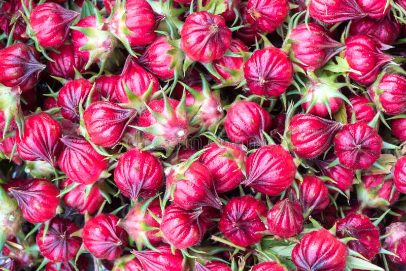 Fruits De Sabdariffa Ou Roselle Hibiscus Et Feuille Verte Sur Blanc ...
