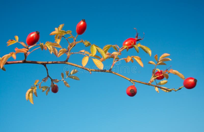 Fruits of Dogrose stock photo. Image of summer, growing - 6544262